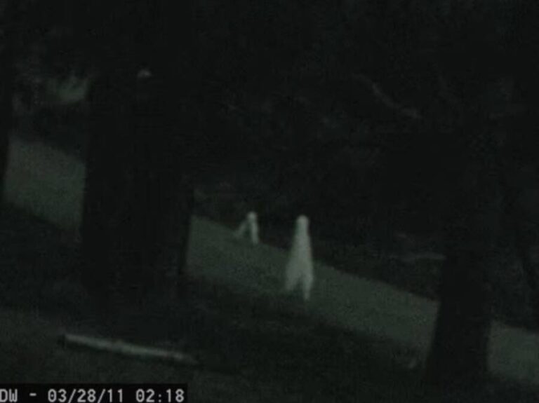 The Fresno Nightcrawler: Decrypting an Enigmatic American Urban Legend