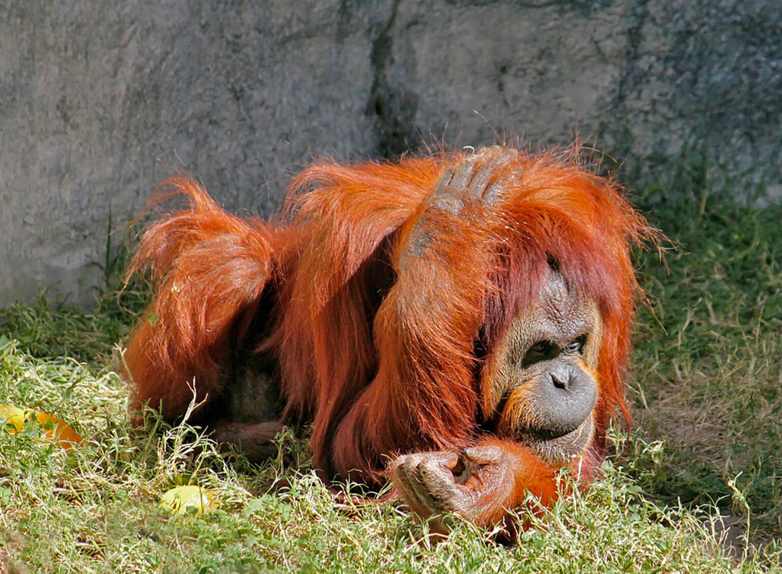 Orang Pendek: Sumatra's Elusive Cryptid and Its Mysteries Unraveled