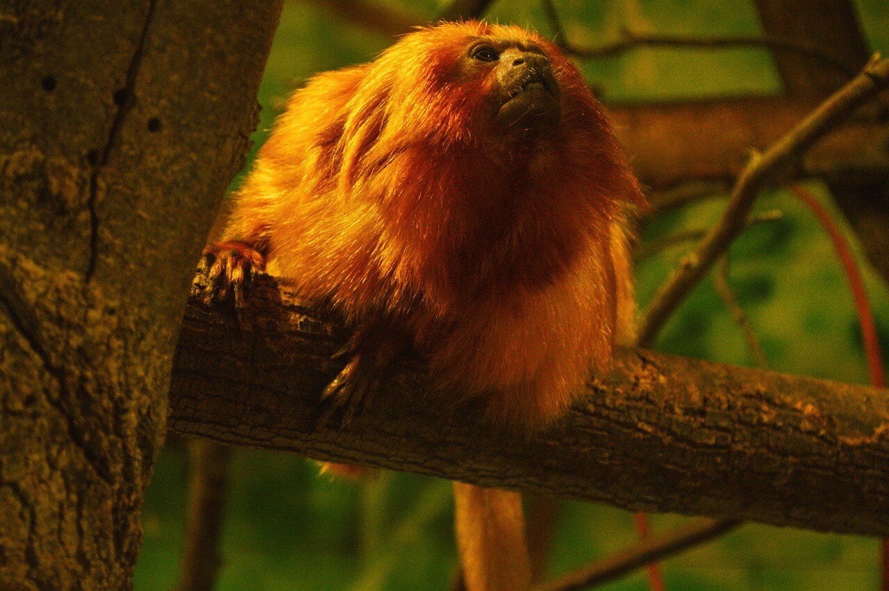 Orang Pendek: Sumatra's Elusive Cryptid and Its Mysteries Unraveled